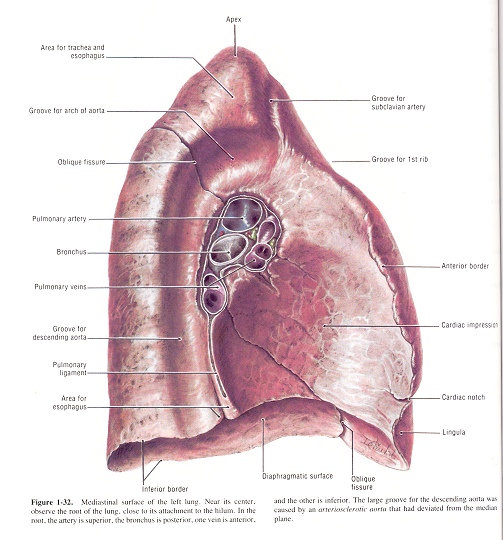 Lingula Anatomy Anatomy Book